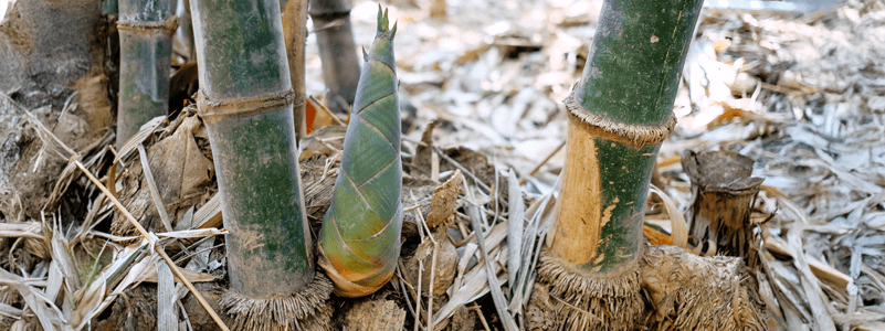 Bamboo Shoot - Xtendlife