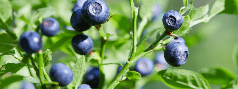 Bilberry | Health Benefits of Bilberry - Xtendlife