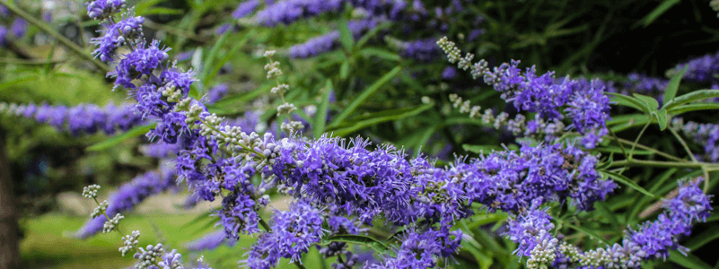 Chasteberry | Health Benefits of Chasteberry - Xtendlife
