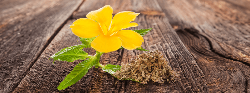 Damiana | Health Benefits of Damiana - Xtendlife
