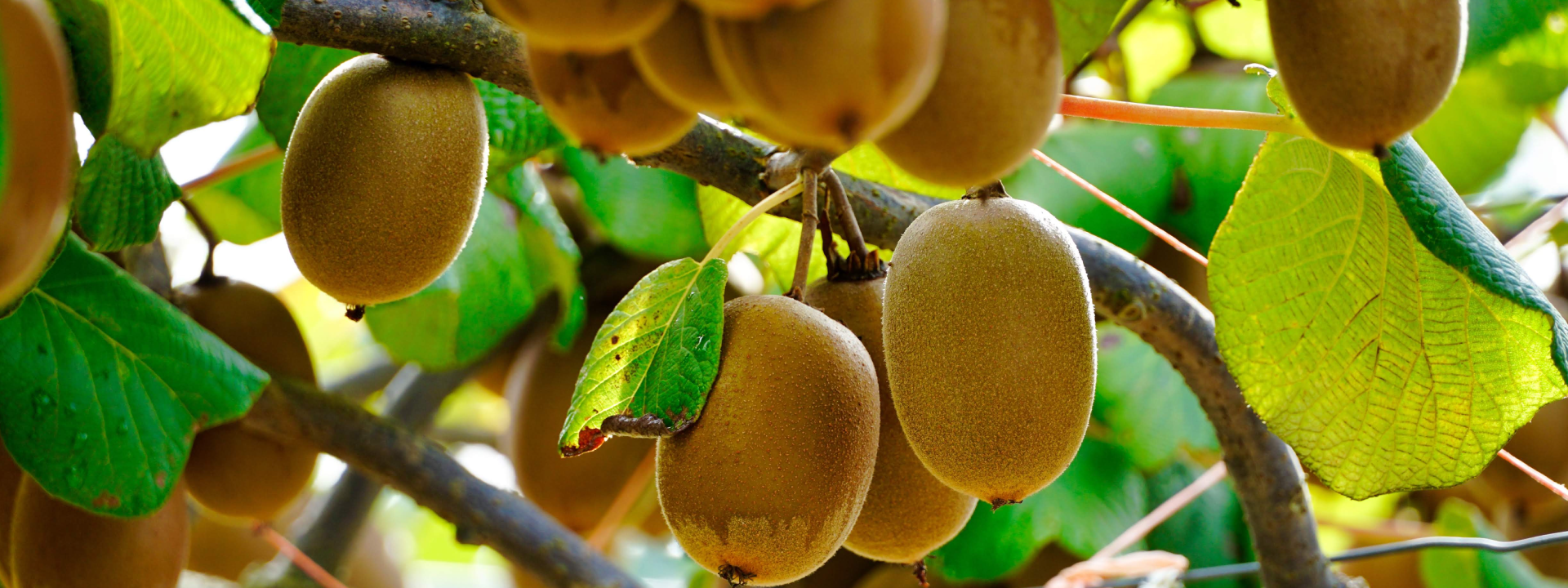 The Story Behind Digestive Enzymes - Xtendlife