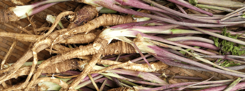Dong Quai | Health Benefits and Uses of Dong Quai - Xtendlife
