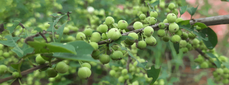 Guggulipid (Myrrh Extract) | Health Benefits of Guggulipid - Xtendlife