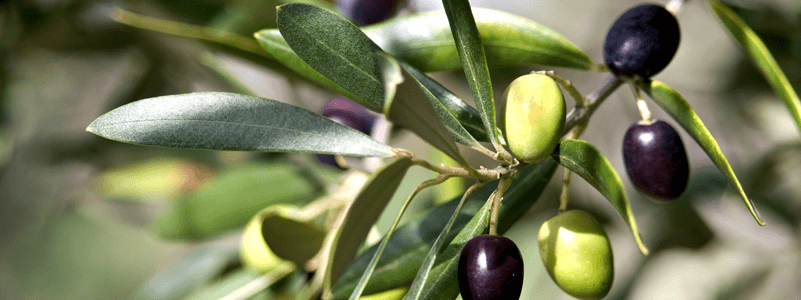 Olivem 800 | Skin Benefits and Uses of Olivem 800 - Xtendlife