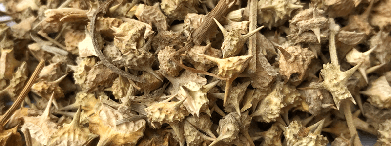 Tribulus Terrestris Background & Benefits - Xtendlife